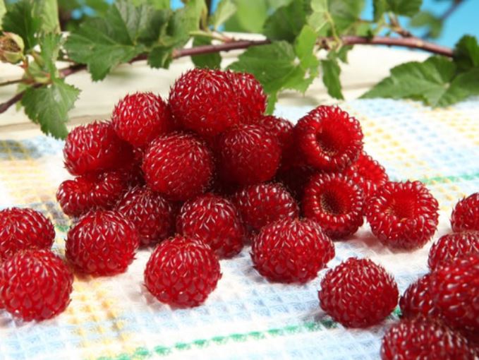 Maliník 'Raspberry Tower' PBR C3 | Plantlife.cz | Ovocná školka Fiala