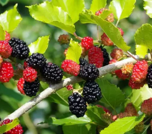 netradiční ovoce | Plantlife.cz | Ovocná školka Fiala